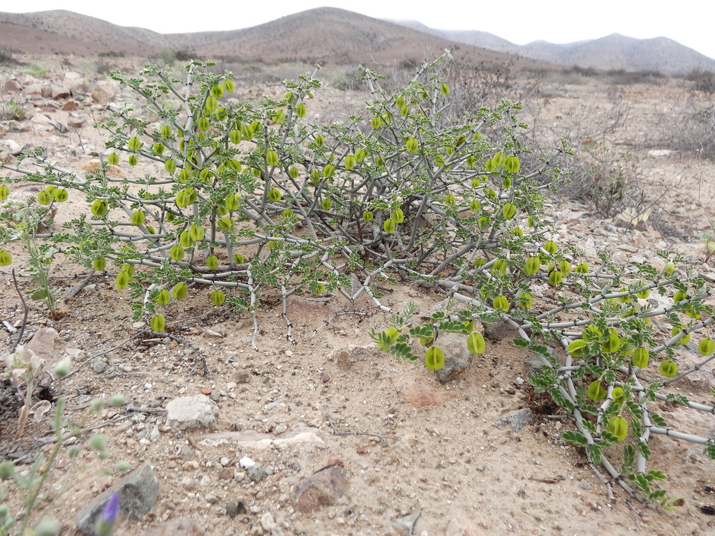 Bulnesia chilensis from Huasco Province, Atacama Region, Chile on ...
