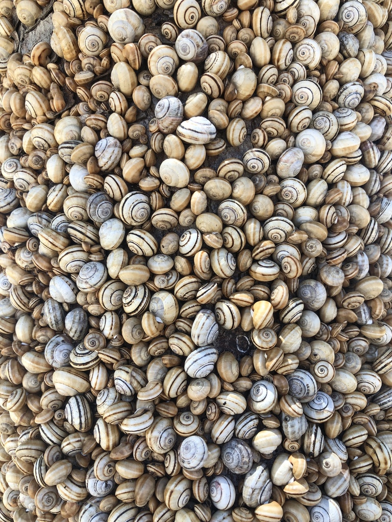 White Italian Snail from Gateway Rd, Carlsbad, CA, US on August 15 ...