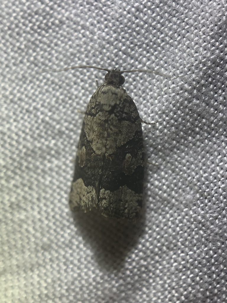 Meritastis lythrodana from Warby-Ovens National Park, Mount Bruno, VIC ...