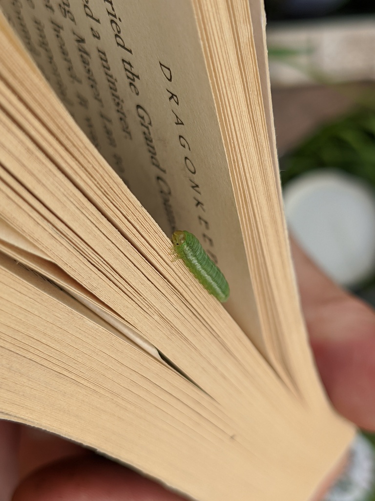 Typical Sawflies from Handbridge Park, Chester, England, GB on August ...