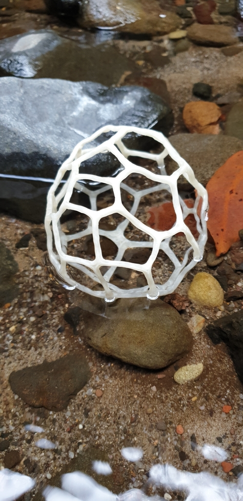 smooth cage fungus from Carnarvon National Park, Carnarvon National ...