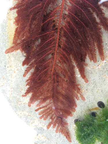 Observations by antzilla · iNaturalist