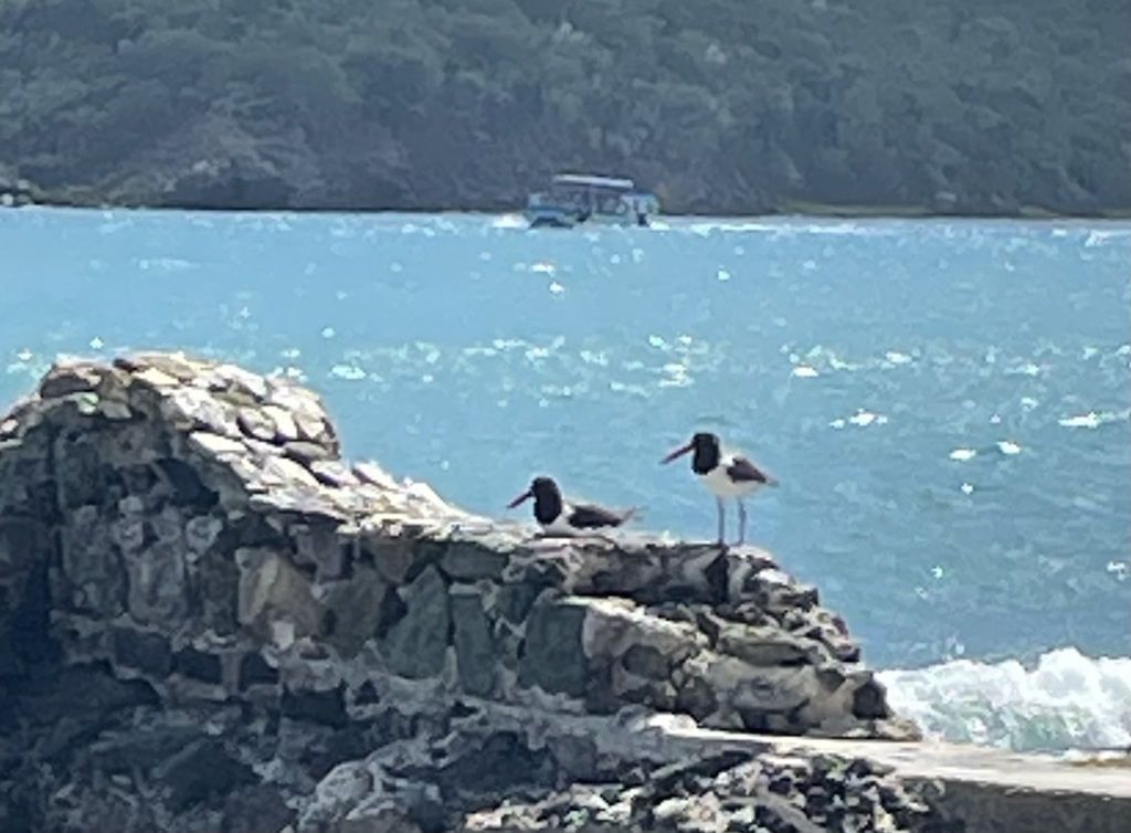 American Oystercatcher from Caribbean sea, St. Thomas, United States ...