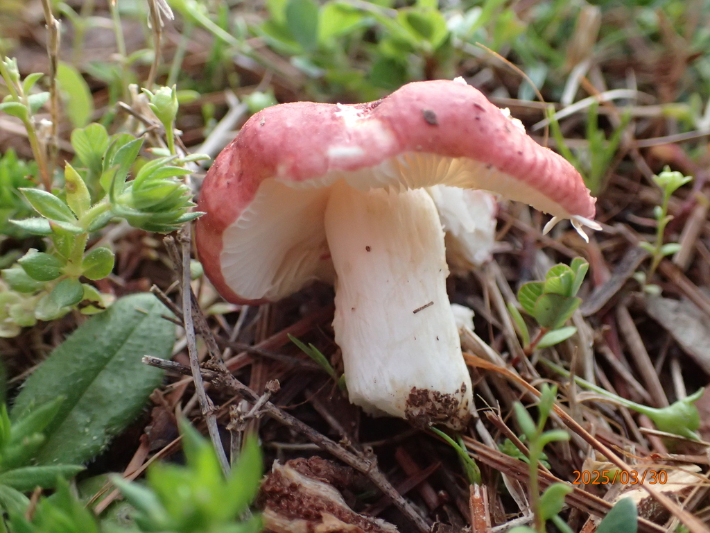 the sickener from Tuscaloosa, AL, USA on March 30, 2025 at 07:03 PM by ...