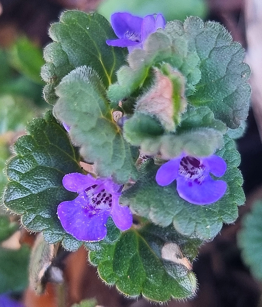 ground-ivy from Coleraine BT51, UK on April 5, 2025 at 05:10 PM by ...