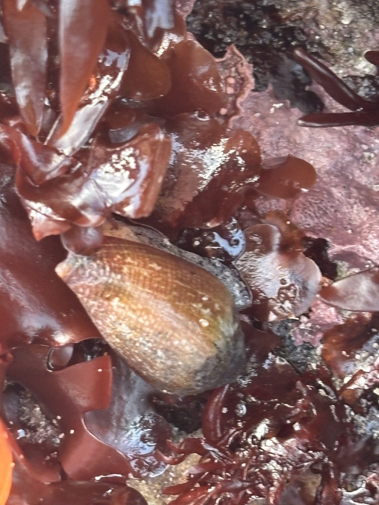 California Cone from North Pacific Ocean, Pacific Grove, CA, US on ...