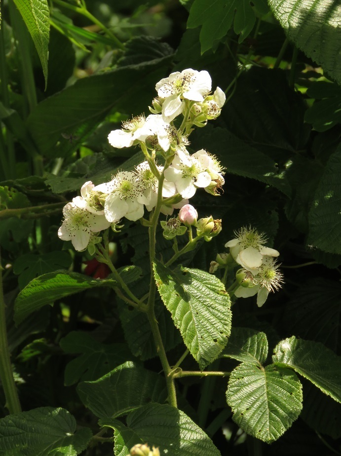 Mora silvestre (Biodiversidad de la vereda Canica) · NaturaLista Colombia