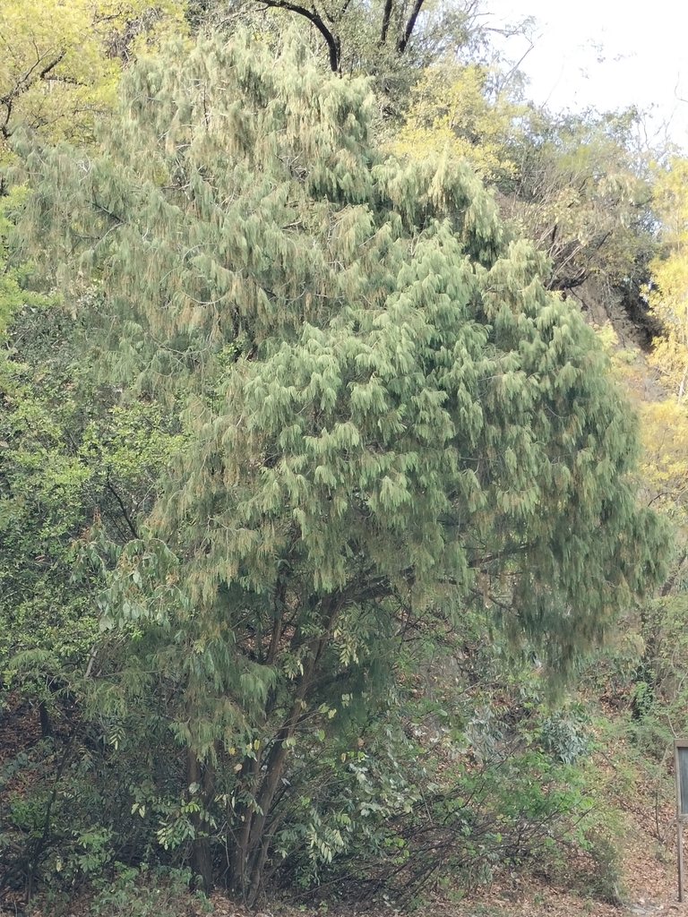 Weeping Juniper from Caseta Chipinque, Zona de La Sierra Madre, 66279 ...