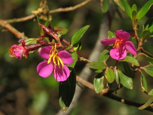 Angelito (Biodiversidad de la vereda Canica) · iNaturalist