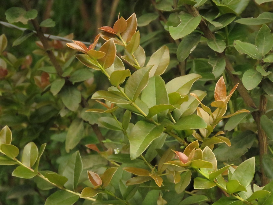 Arrayán (Biodiversidad de la vereda Canica) · iNaturalist