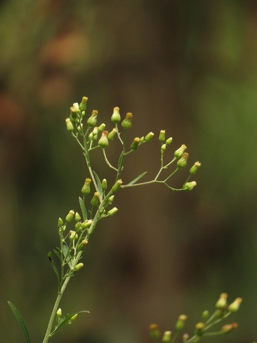 Venadillo (Biodiversidad de la vereda Canica) · iNaturalist