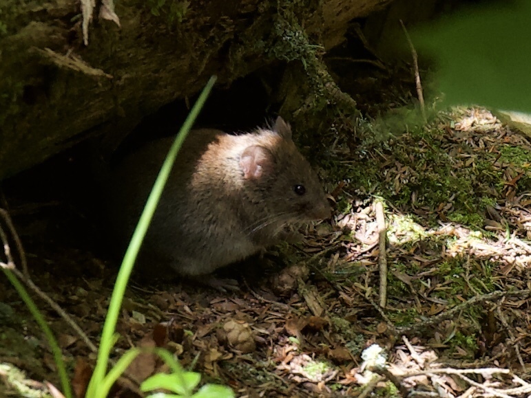 Rock Vole from Algonquin Provincial Park, ON, CA on July 24, 2019 at 06 ...