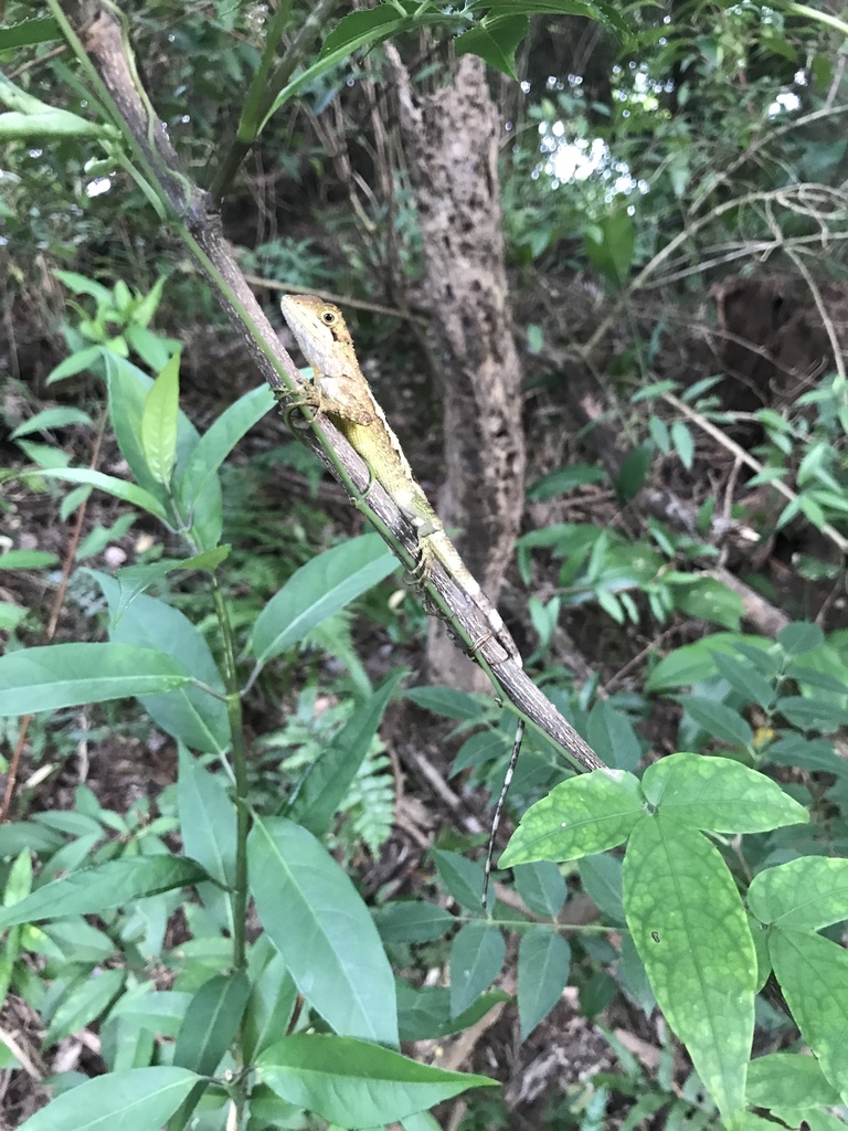 Diploderma polygonatum xanthostomum in August 2019 by Yi-Zhang Wang ...