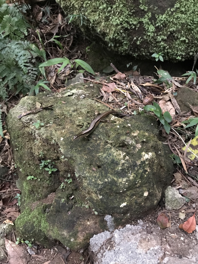 Indian Forest Skink from 湖山路一段, TW on August 16, 2019 at 05:20 PM by Yi ...