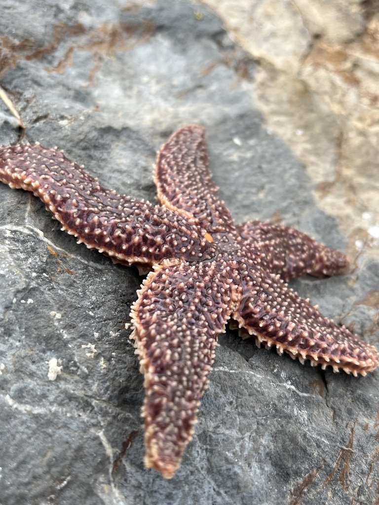 Common Sea Star from Sea of Marmara, TR on April 03, 2025 at 12:05 PM ...