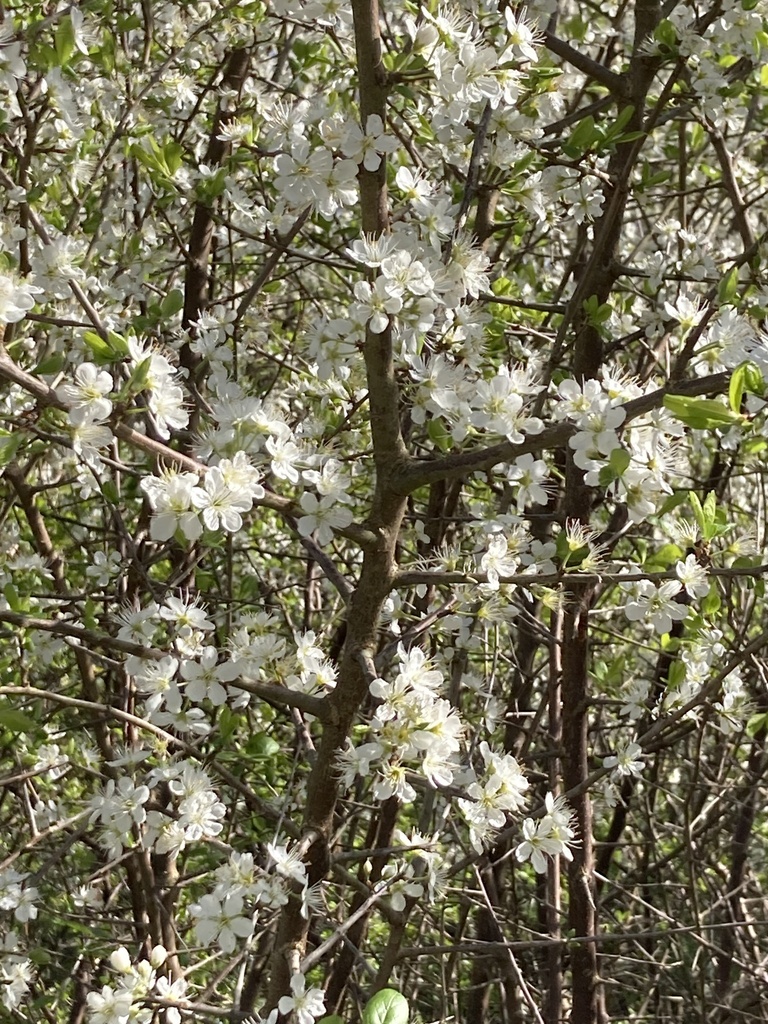 Blackthorn from Greenway Lane, Bath, England, GB on 06 April, 2025 at ...