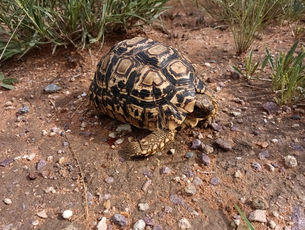 Leopard Tortoise from Omaheke Region, Namibia on April 6, 2025 at 03:19 ...