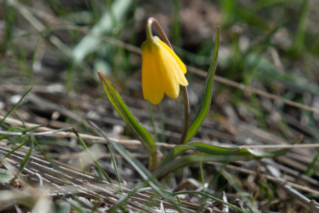 yellow fritillary from The Avenues, Salt Lake City, UT, USA on April 5 ...