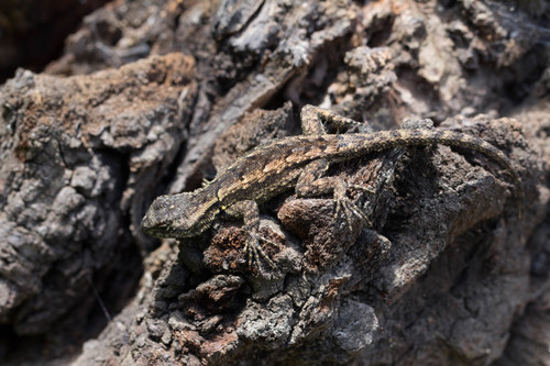 Mexico-Flora & Fauna, annemirdl · iNaturalist