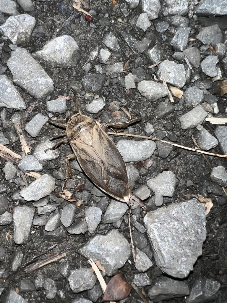 American Giant Water Bug in April 2025 by Kyle Klotz · iNaturalist