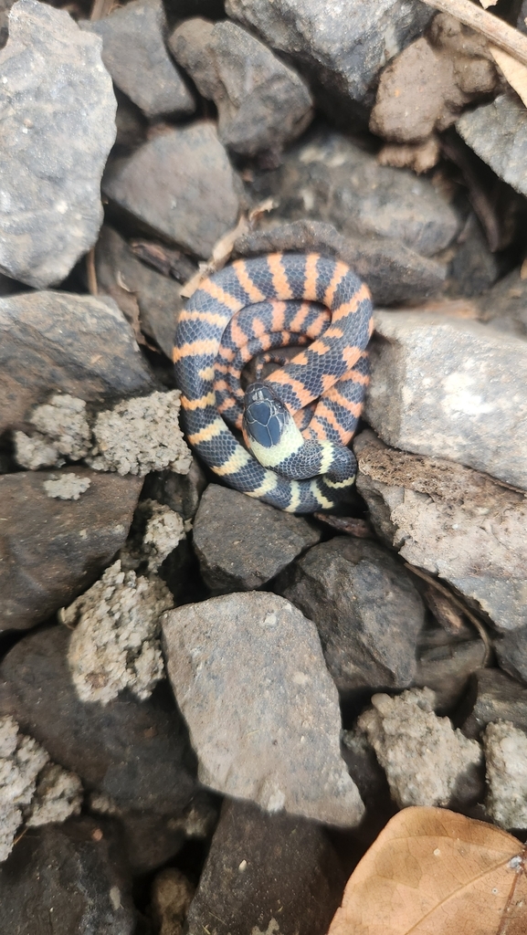 Forest Flame Snake from Utratsa, Atalaya, Veraguas Province, Panama on ...