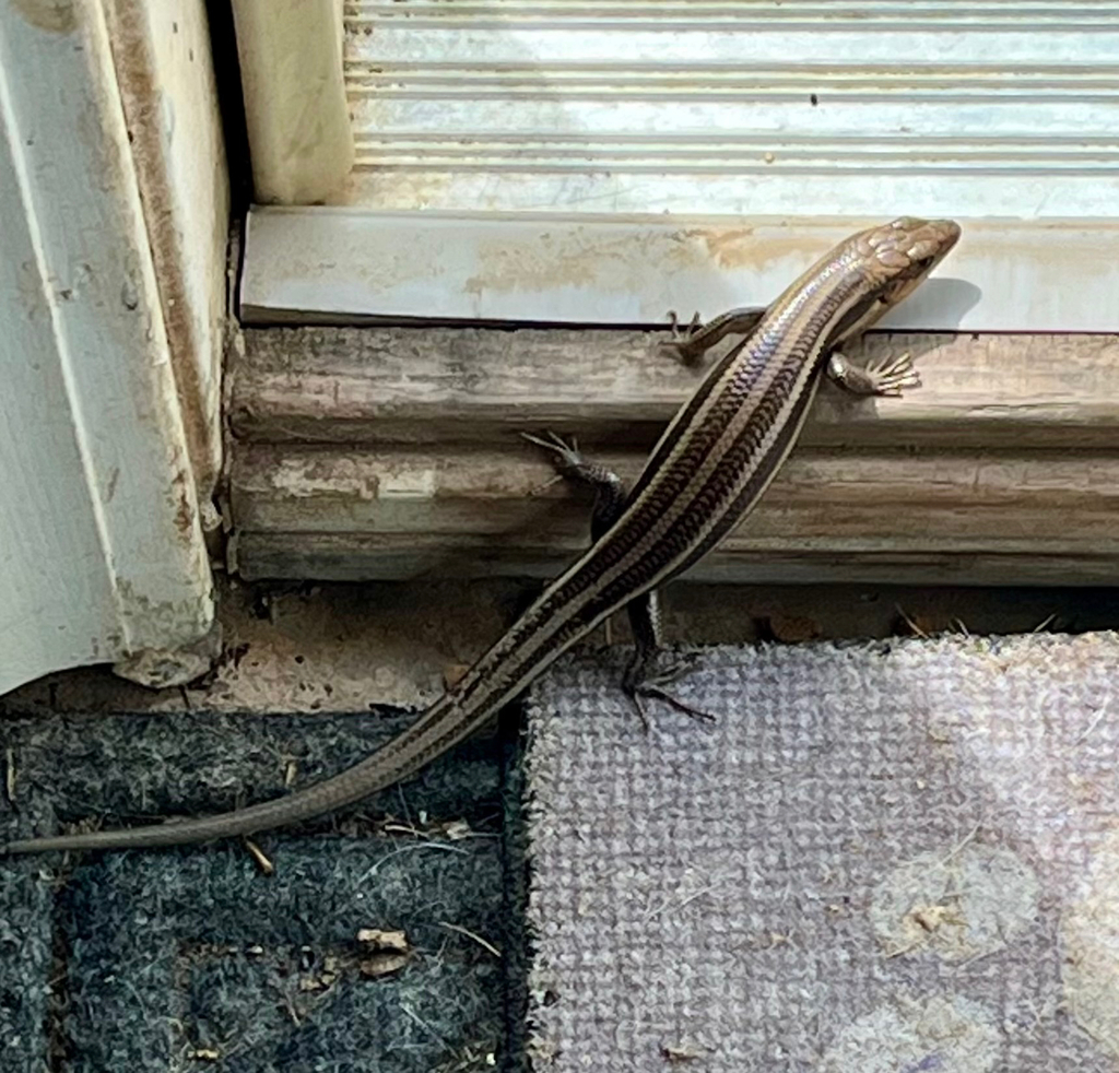 Common Five-lined Skink from Little Bear Creek Rd, Mount Pleasant, NC ...