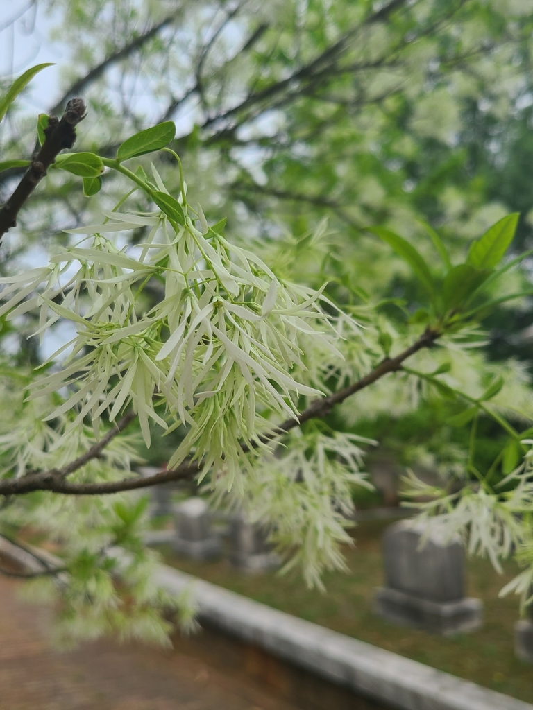 white fringetree from Grant Park, Atlanta, GA, USA on April 6, 2025 at ...