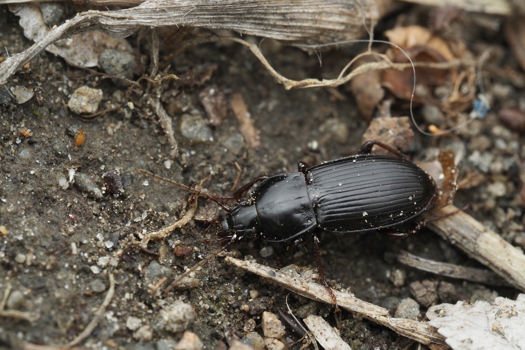Pterostichus microcephalus from 本州, 大阪市, 大阪府, JP on April 06, 2025 at ...