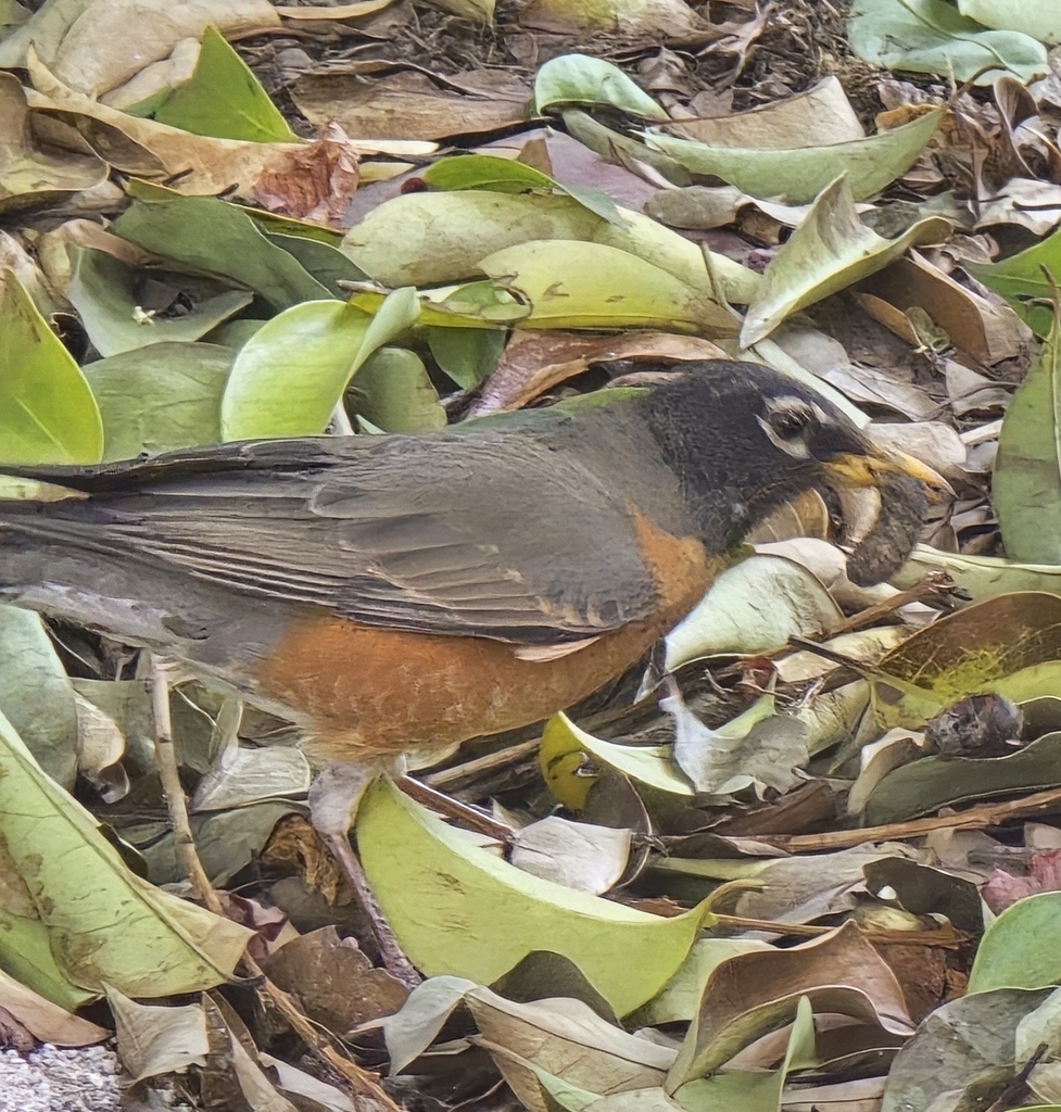 American Robin from La Condesa, 06140 Mexico City, CDMX, Mexico on ...