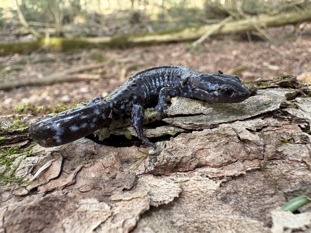 Blue-spotted Salamander in April 2025 by Nalin Kelangath · iNaturalist