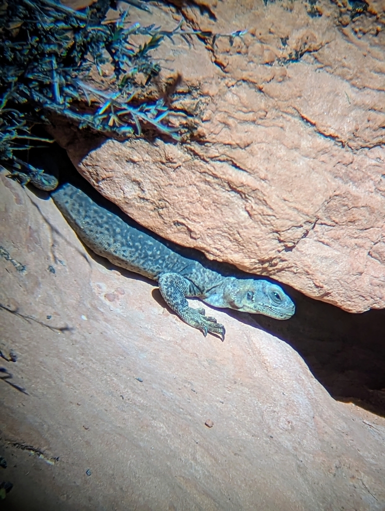 Common Chuckwalla from St. George, UT, USA on April 06, 2025 at 04:43 ...