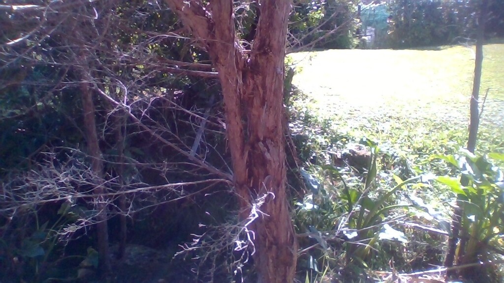 Kānuka from Rangihaeata 7182, New Zealand on April 7, 2025 at 11:51 AM ...