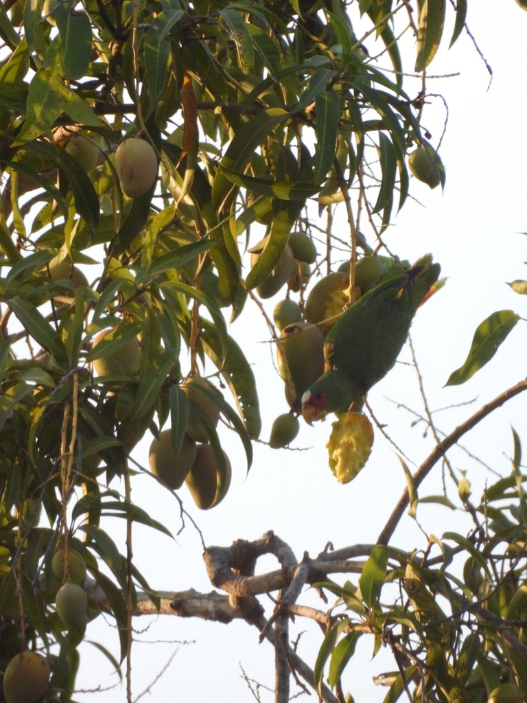 White-fronted Amazon in April 2025 by Horeb Trujillo · iNaturalist