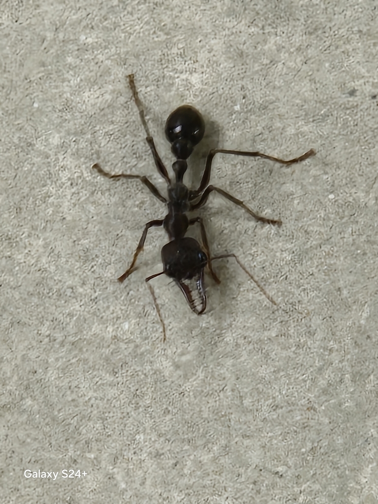 Inch Ant from Modbury SA 5092, Australia on April 7, 2025 at 10:41 AM ...