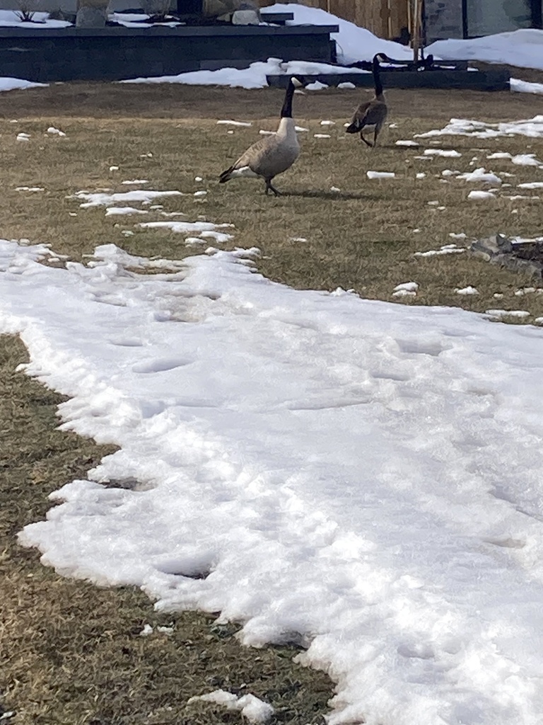 Canada Goose in April 2025 by toochill · iNaturalist