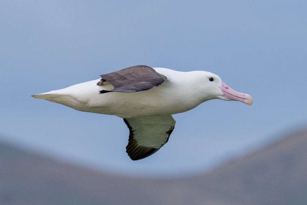 Northern Royal Albatross from Bartons Building, Central Dunedin ...