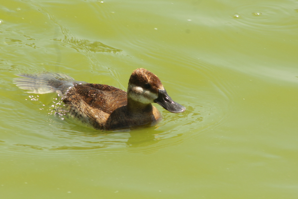 Ruddy Duck from Bosque de San Juan de Aragón, Av. José Loreto Fabela ...