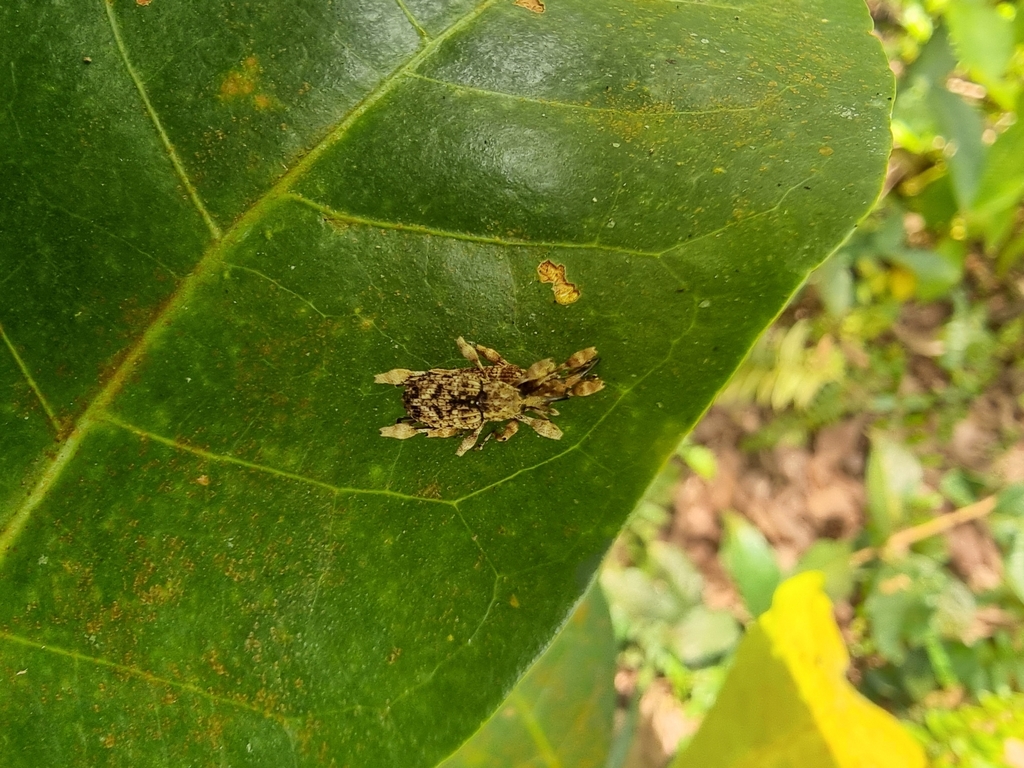 Acicnemis from Balai Panjang, Kec. Lareh Sago Halaban, Kabupaten Lima ...