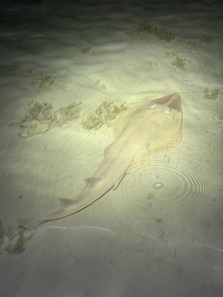 Halavi's Guitarfish from Red Sea, Umluj, Tabuk Region, SA on April 6 ...
