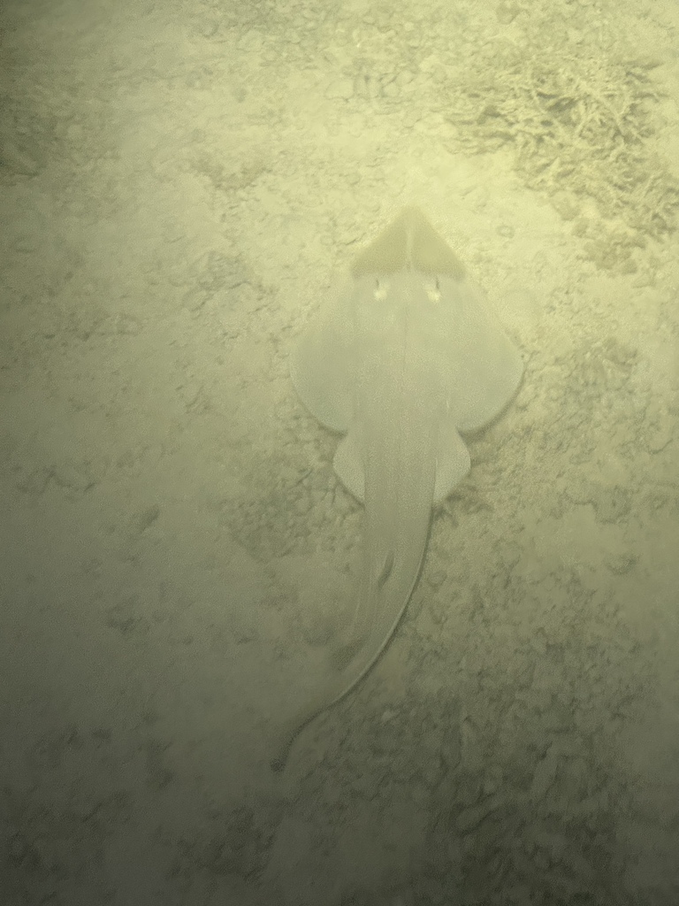 Halavi's Guitarfish from Umluj, Tabuk Region, SA on April 6, 2025 at 09 ...