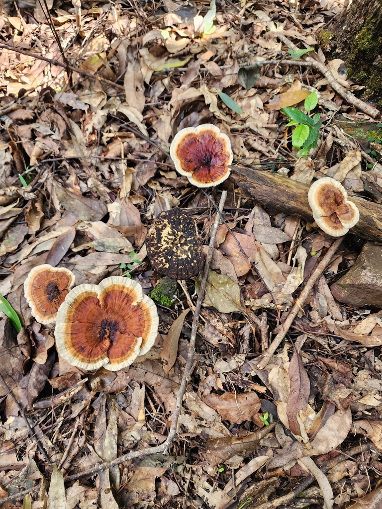red-staining stalked polypore from Witheren QLD 4275, Australia on ...
