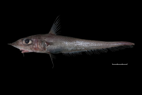 Coelorinchus hige · NaturaLista Colombia