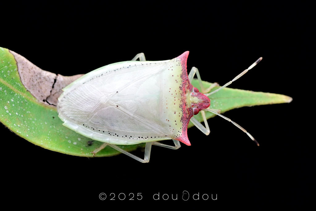 Priassus spiniger from 中国贵州省贵阳市花溪区 on October 4, 2024 at 09:00 PM by ...