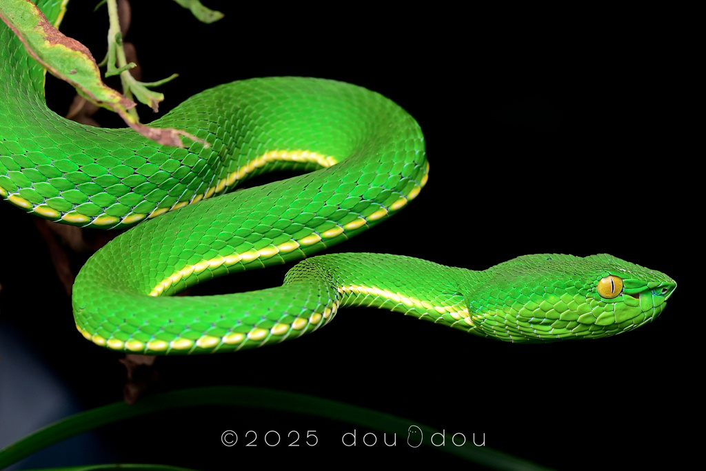 Chinese Green Tree Viper from 中国贵州省贵阳市花溪区 on October 4, 2024 at 10:39 ...