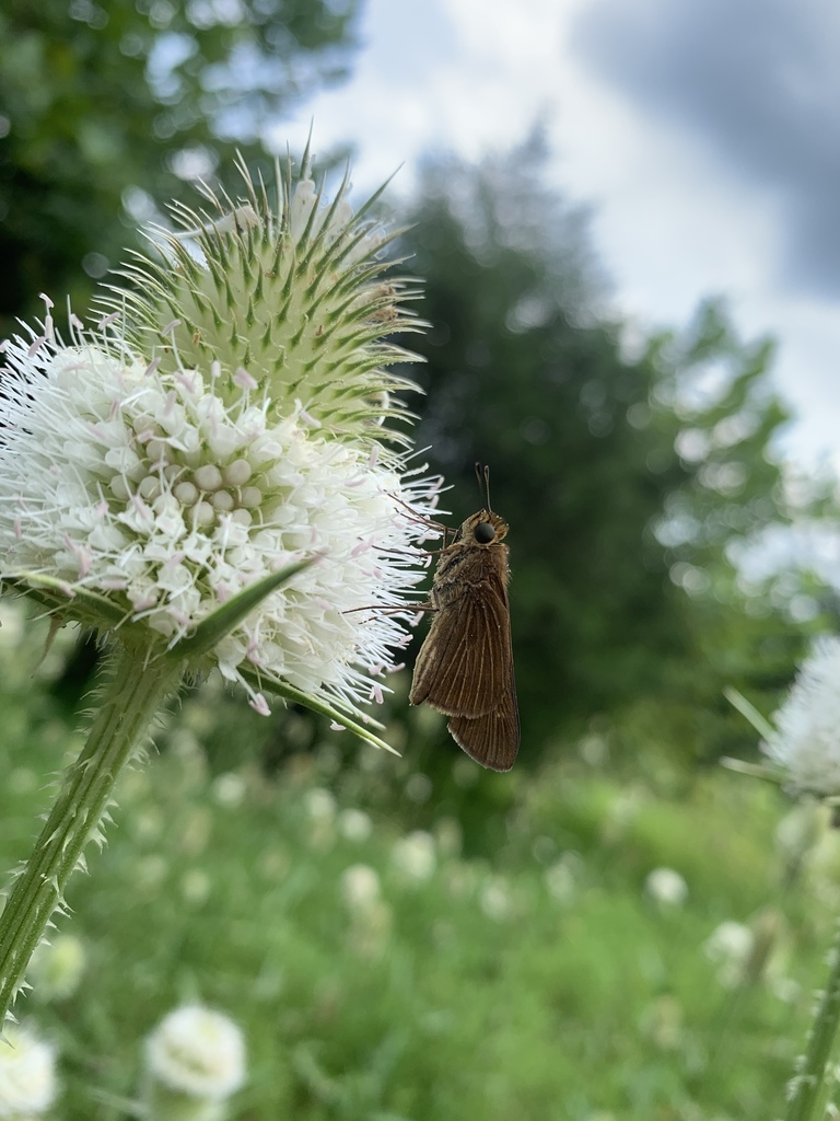 Ocola Skipper from Huntmaster Rd, Gaithersburg, MD, US on August 16 ...