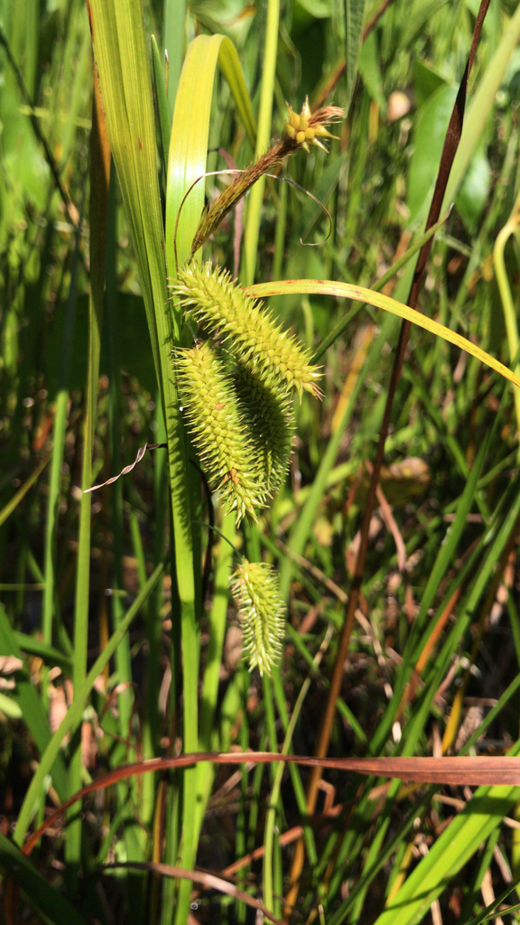 Cyperus Sedge from Louiseville on August 16, 2019 by merrilld2 ...