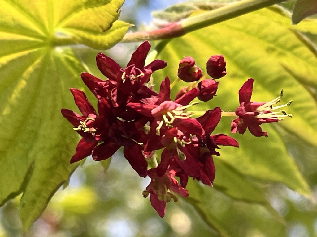 field maple from Queenswood Country Park, Leominster, England, GB on ...