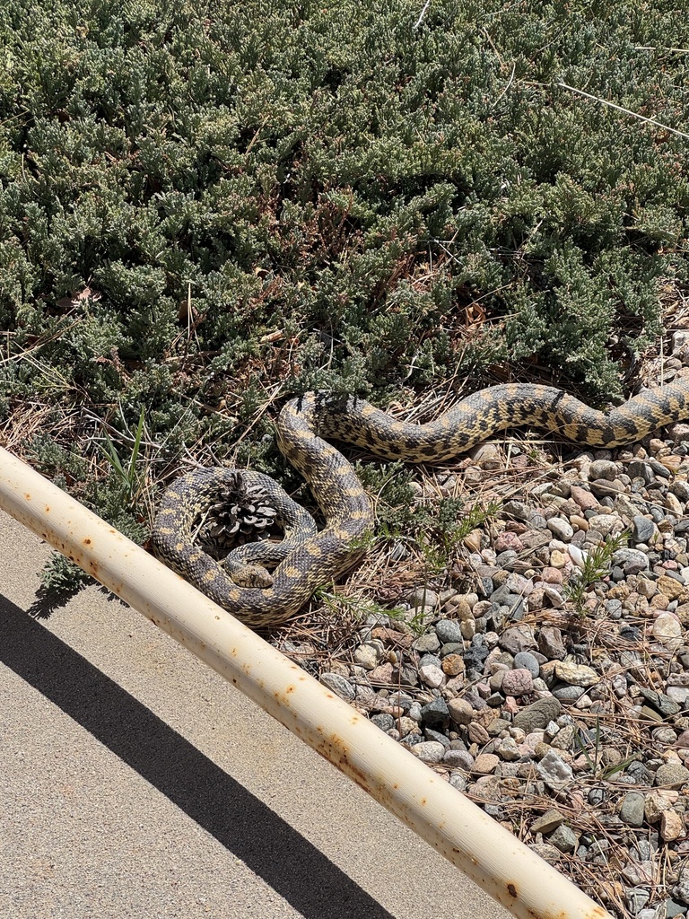 Bullsnake from Colorado State University - Foothill Campus, Fort ...
