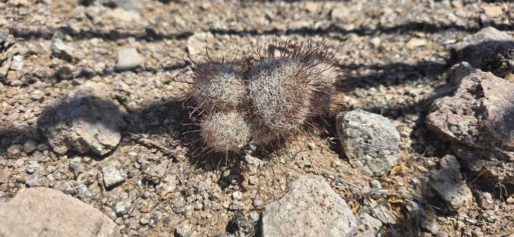 Graham's nipple cactus from 7QQR+XH, Picture Rocks, AZ 85743, USA on ...