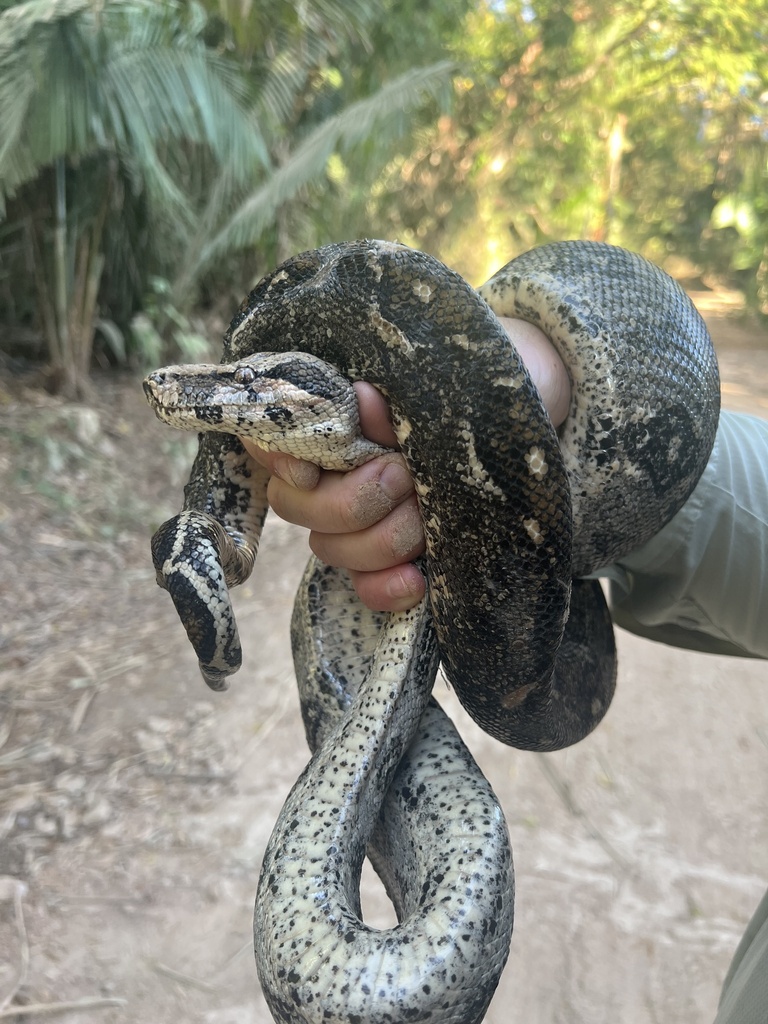 Mexican West Coast Boa Constrictor from San Blas, Nay., MX on March 31 ...